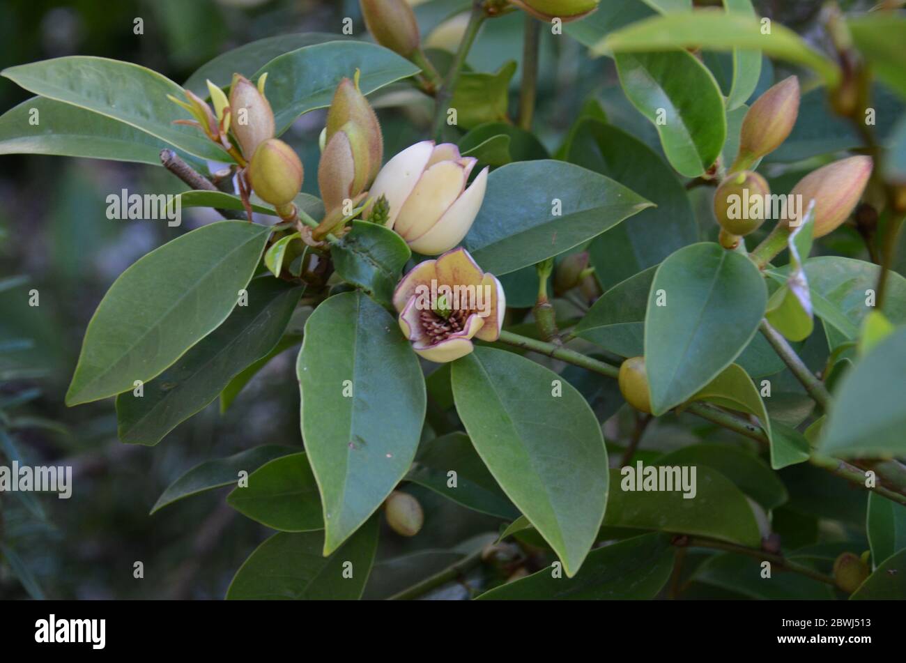 Austria Bush Plants Stock Photo - Alamy