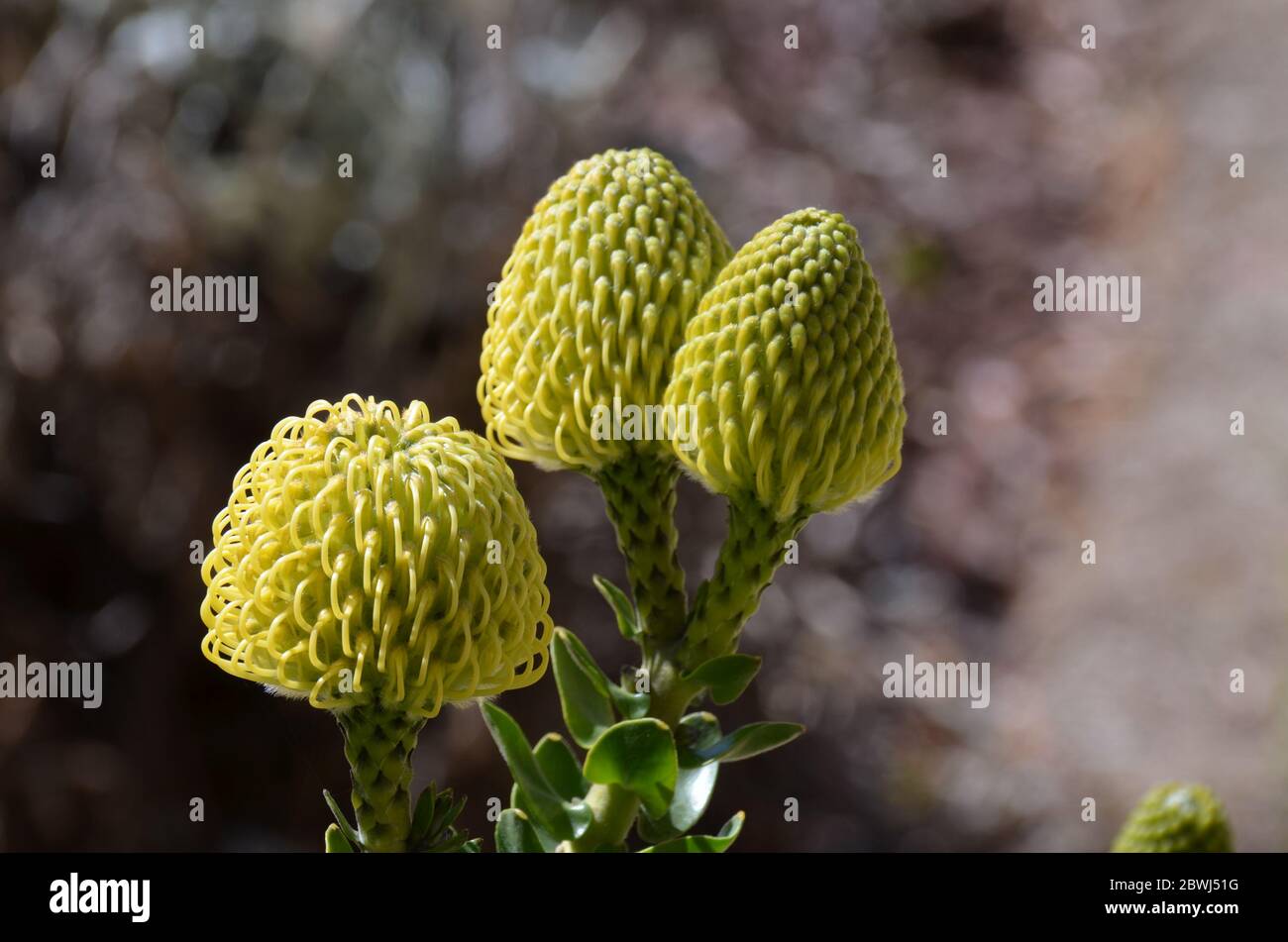 Australia Native Plant Stock Photo - Alamy