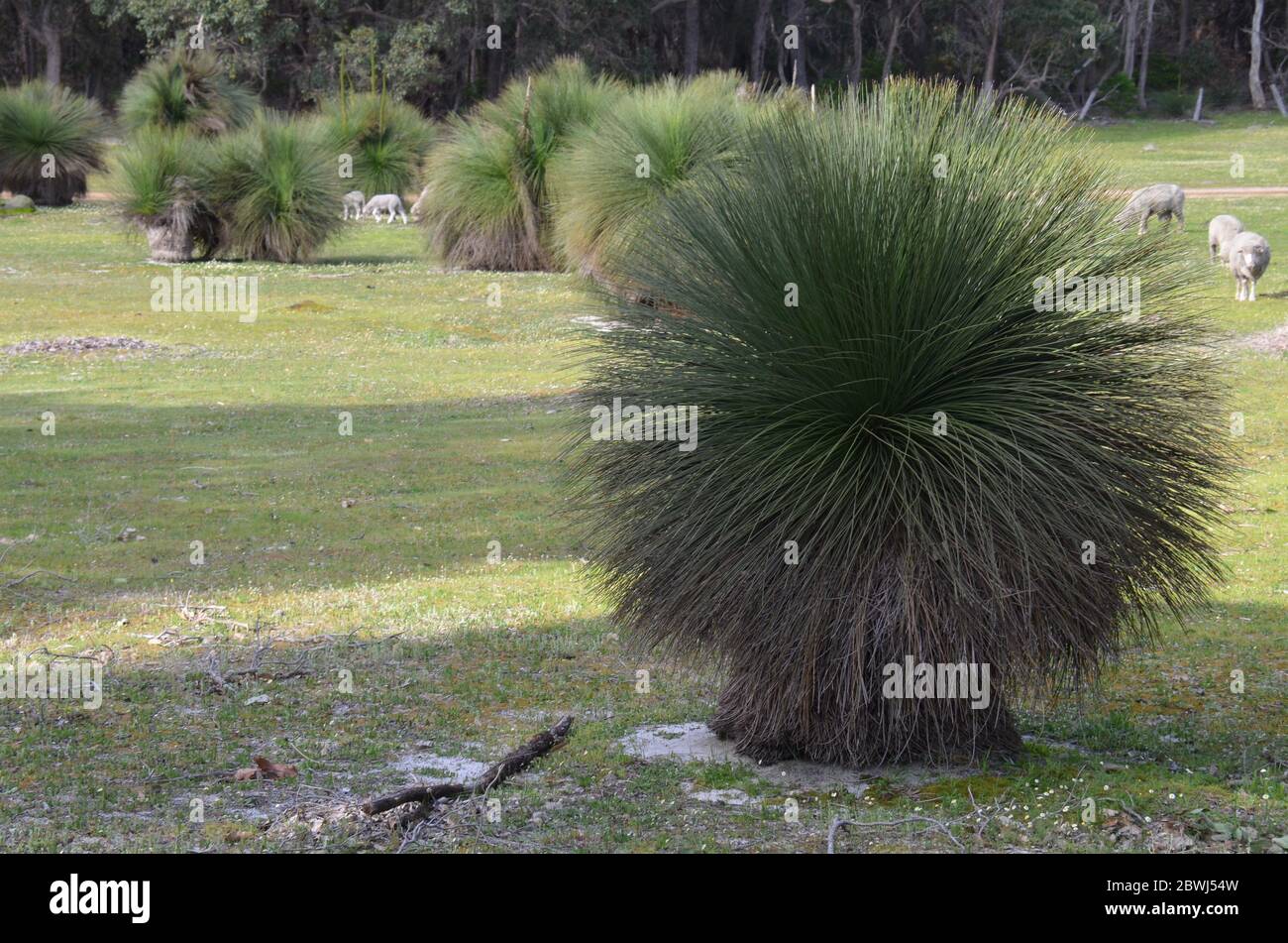 Australia Native Plant Stock Photo - Alamy
