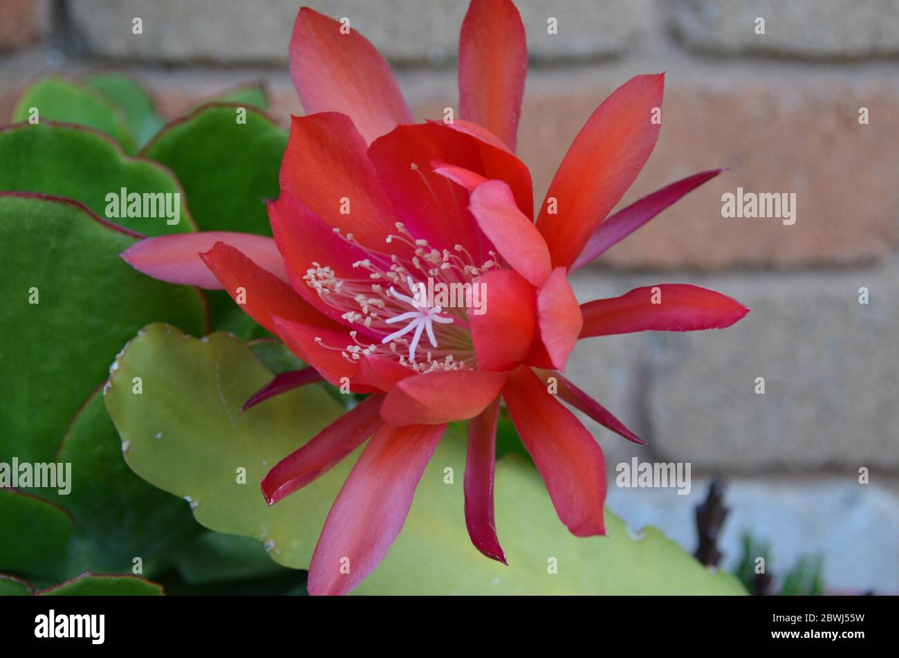 Flowers Cactus Rose Stock Photo - Alamy