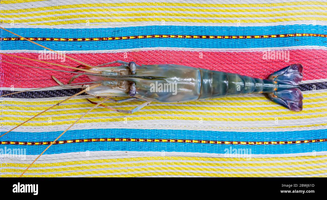 Golda Shrimp High Resolution Stock Photography and Images - Alamy