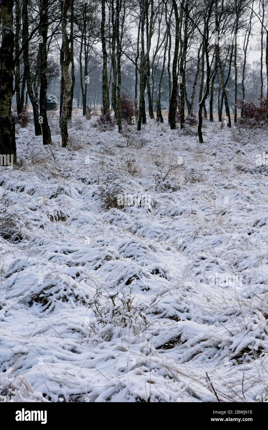 Snow in birch forest in National Park de Hoge Veluwe in the Netherlands ...