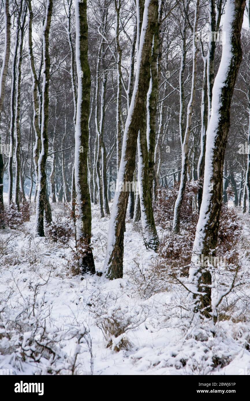 Snow in birch forest in National Park de Hoge Veluwe in the Netherlands ...