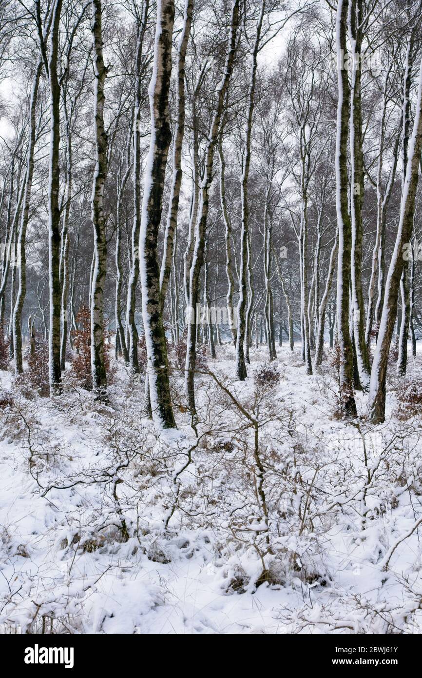 Snow in birch forest in National Park de Hoge Veluwe in the Netherlands ...