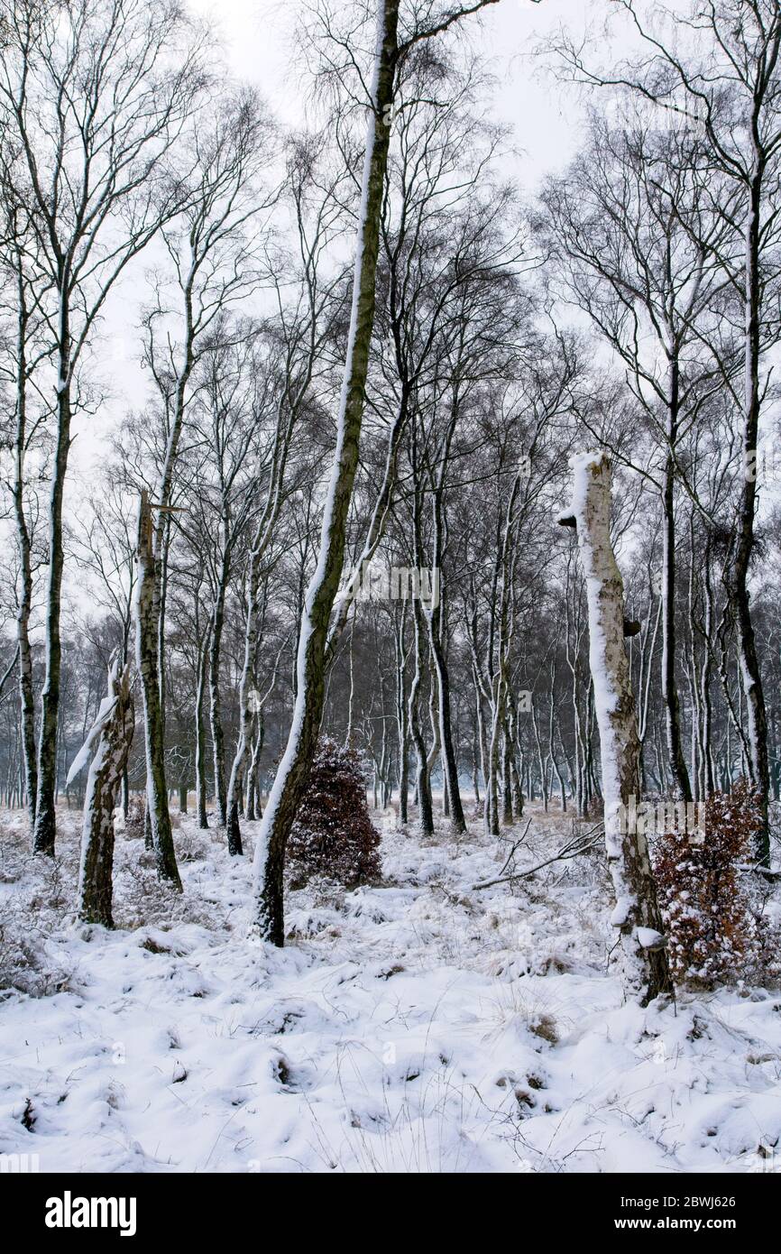 Snow in birch forest in National Park de Hoge Veluwe in the Netherlands ...