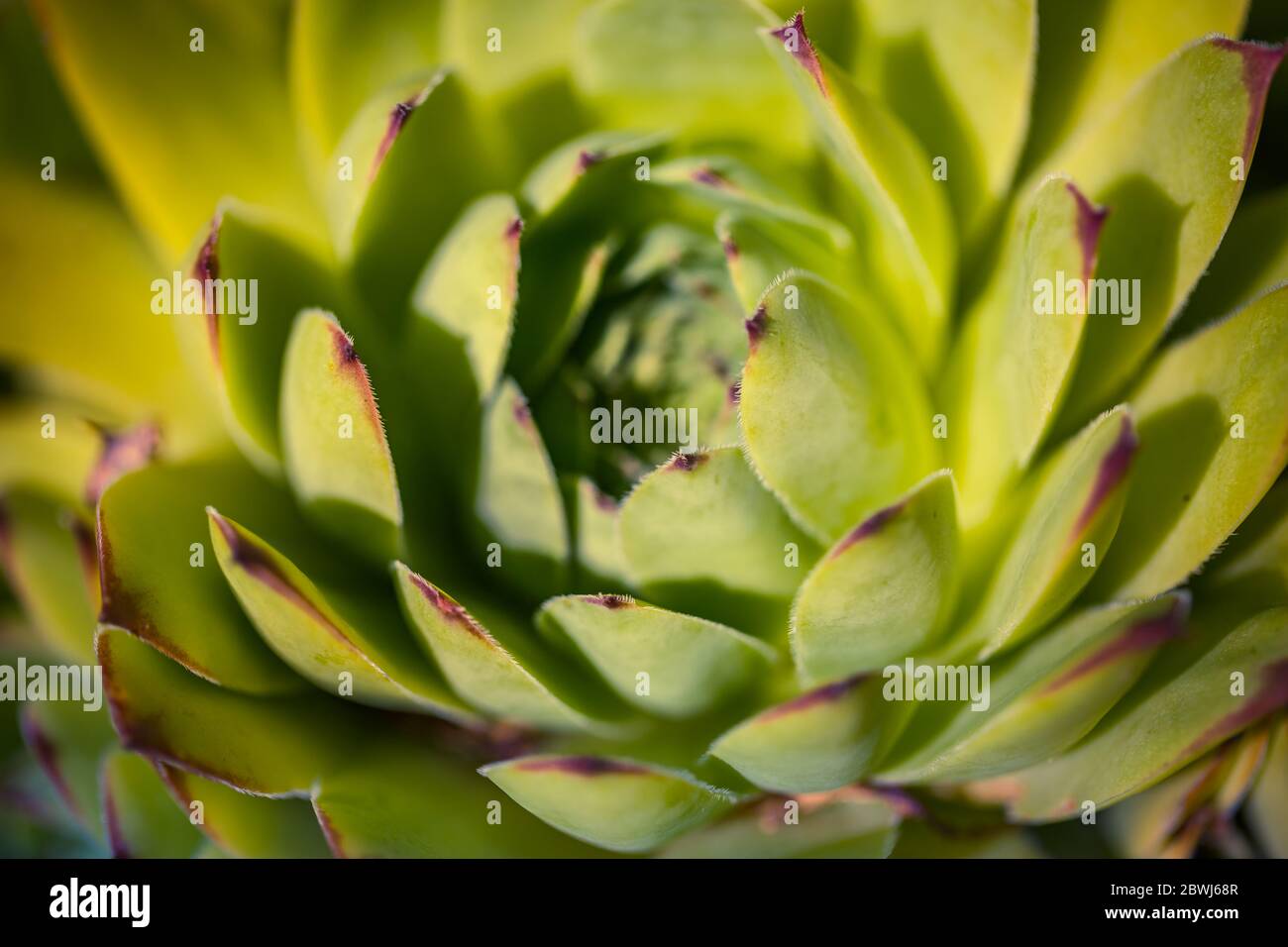Agave rosette hi-res stock photography and images - Alamy