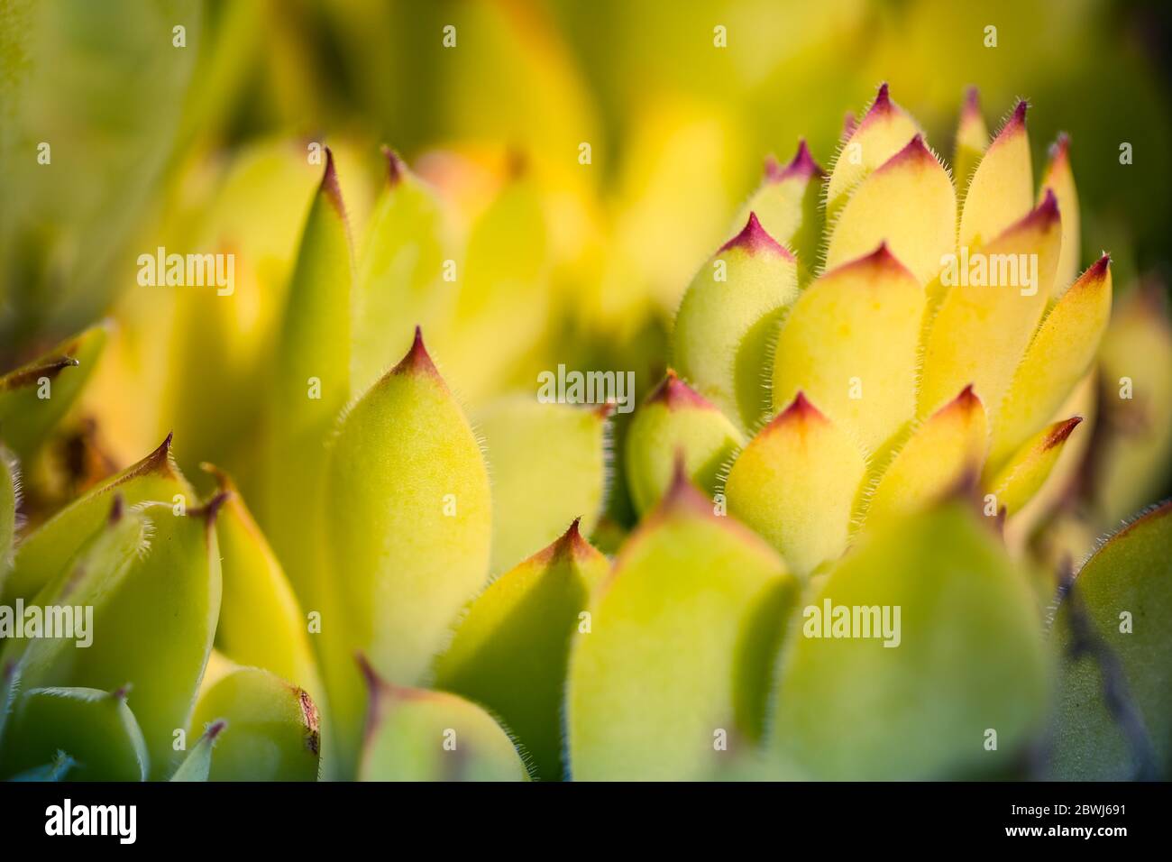 Agave rosette hi-res stock photography and images - Alamy