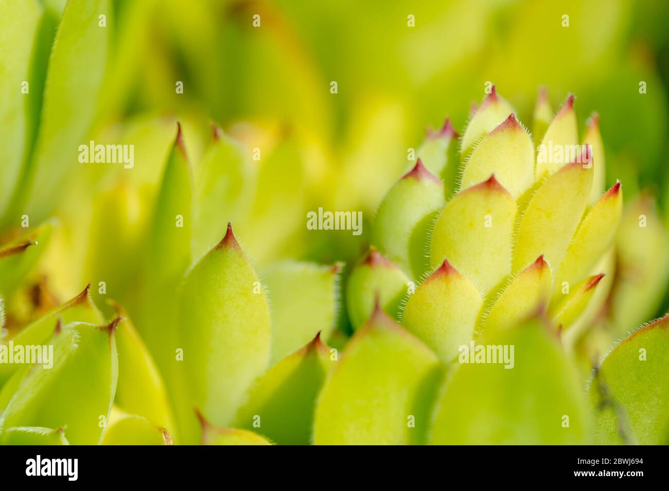 Aloe polyphylla hi-res stock photography and images - Alamy