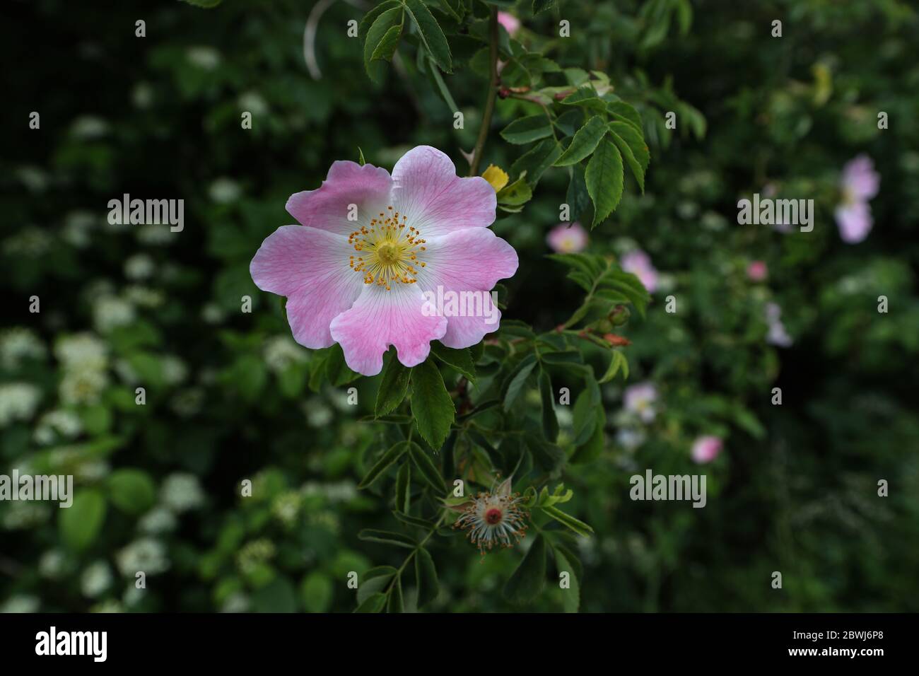 Wild Rose Bush High Resolution Stock Photography and Images - Alamy