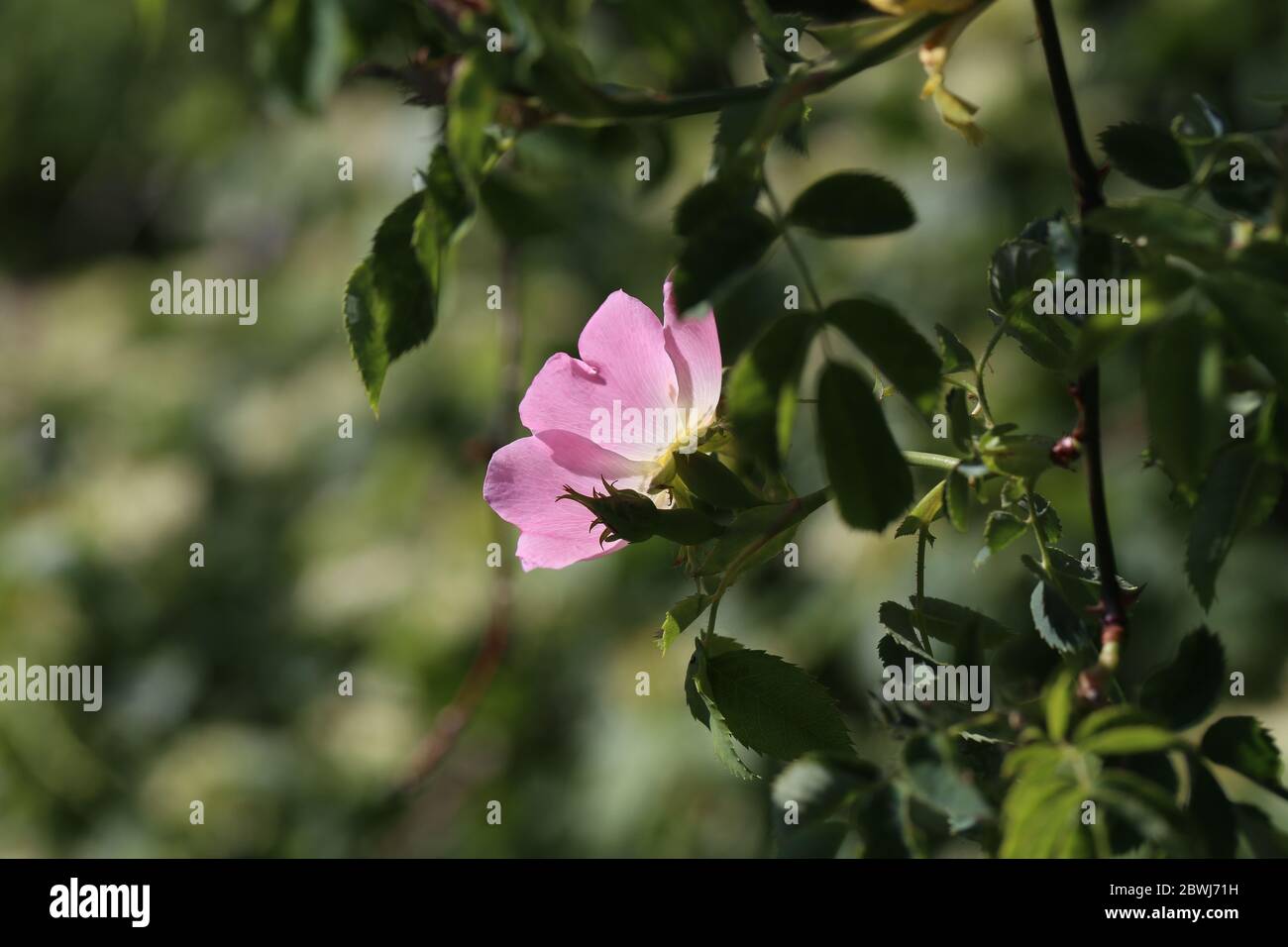 Wild Rose Bush High Resolution Stock Photography and Images - Alamy