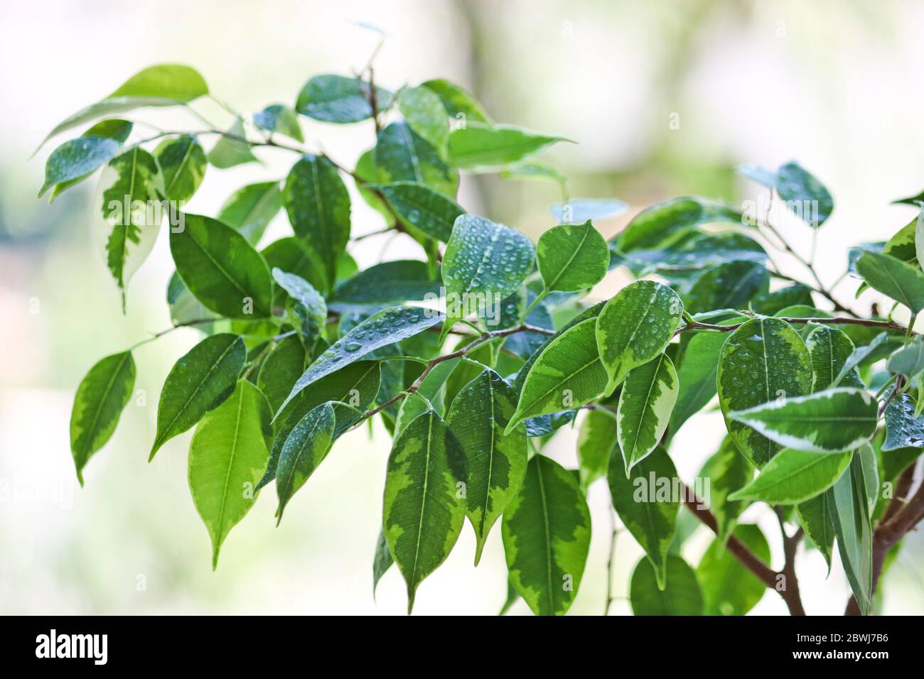 Selective focus. Ficus tree leaves in large drops of water. Weeping fig ...