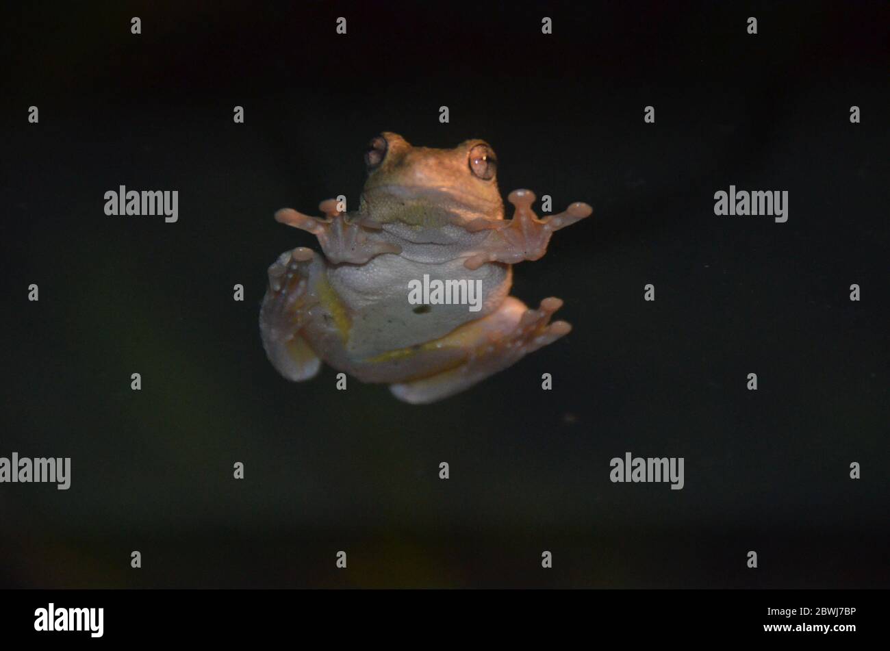Frog underside hi-res stock photography and images - Alamy