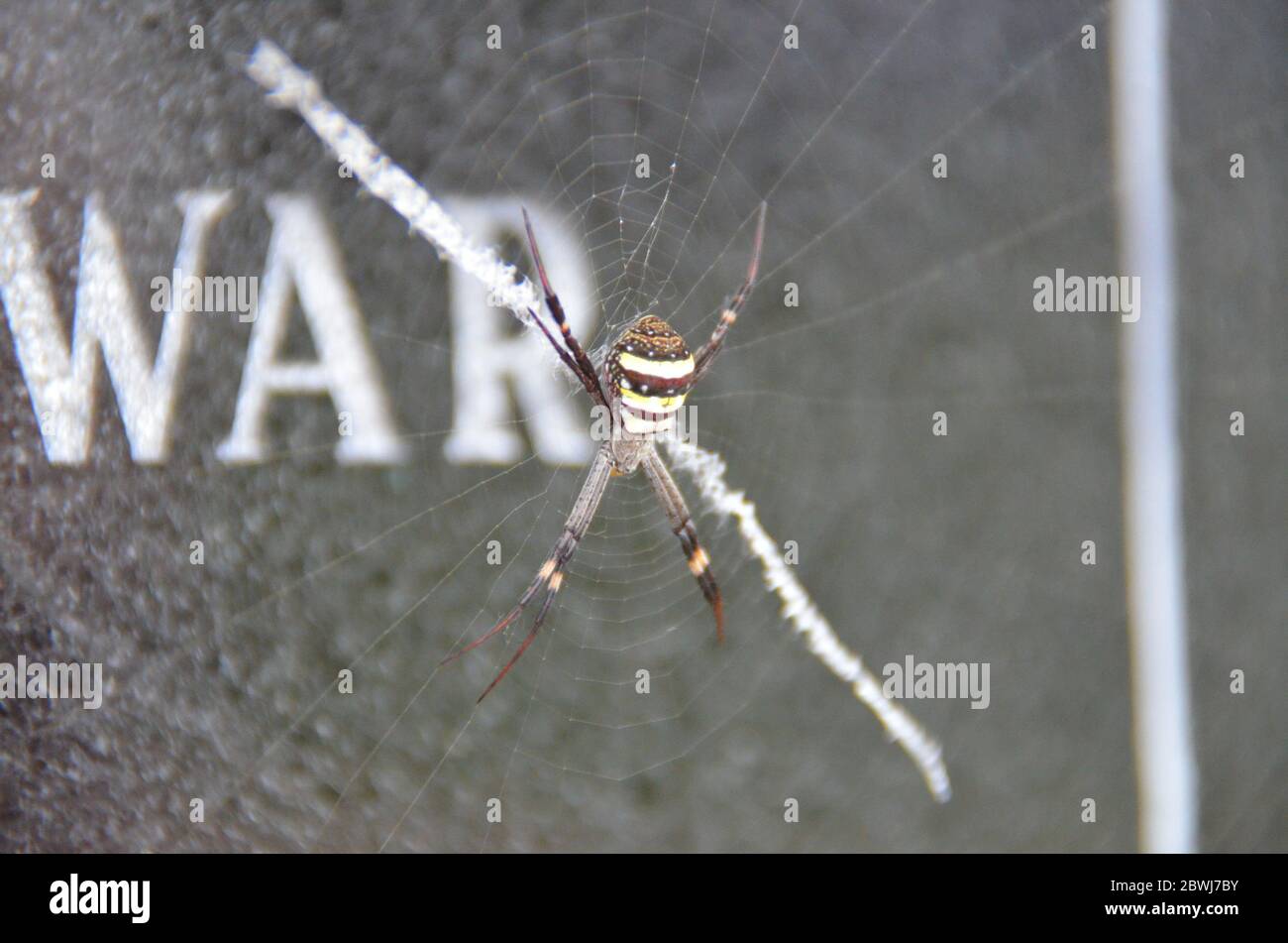 Australian spider hi-res stock photography and images - Alamy