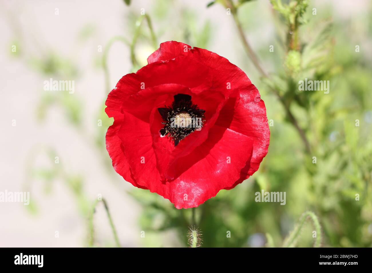 Turkish poppy flower head, isolated Stock Photo - Alamy
