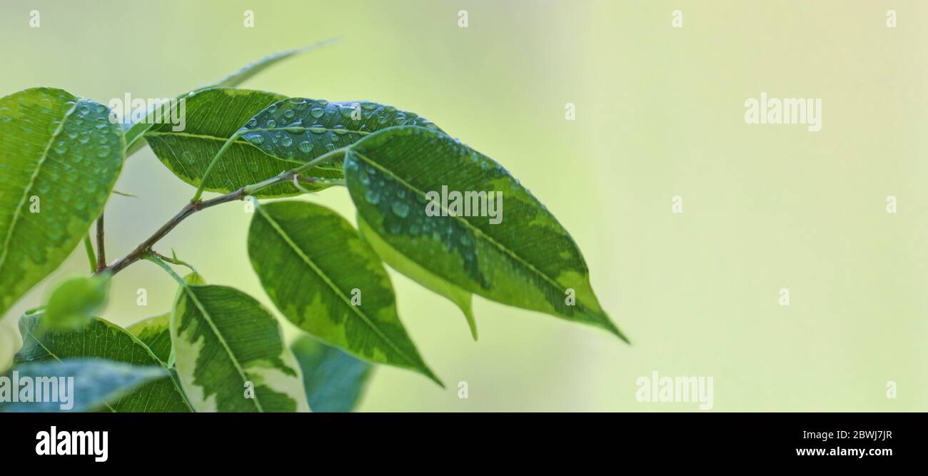 Selective focus. Ficus tree leaves in large drops of water. Weeping fig ...