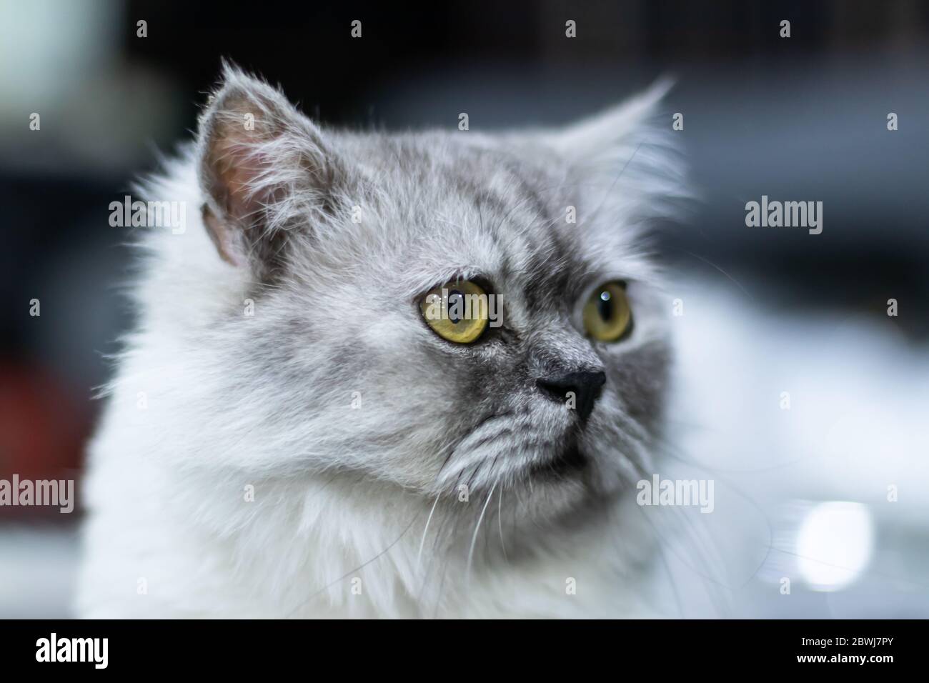 Gray cat with yellow eyes sitting and looking at the camera Separated ...