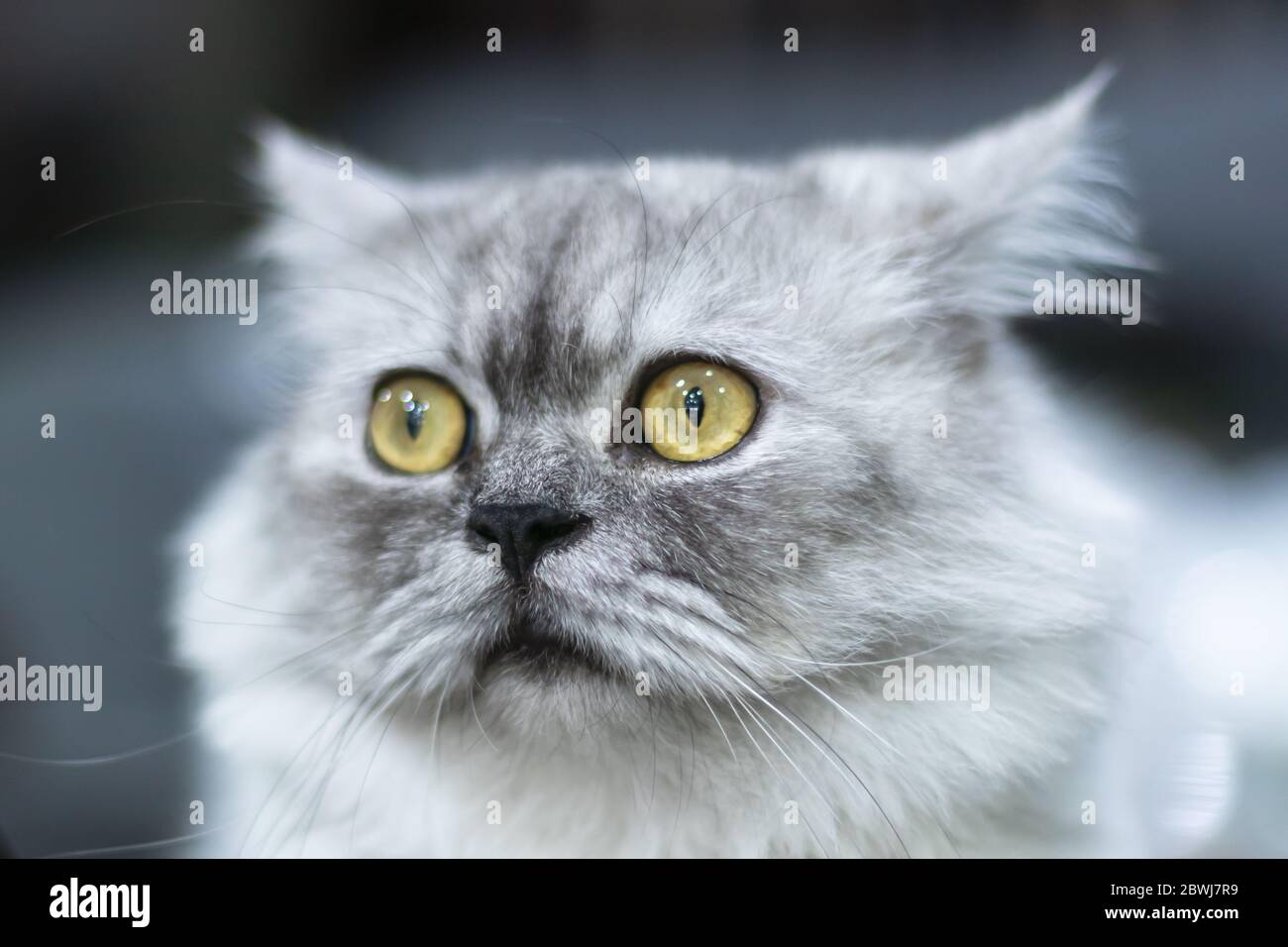 Cat with gray eye hi-res stock photography and images - Alamy