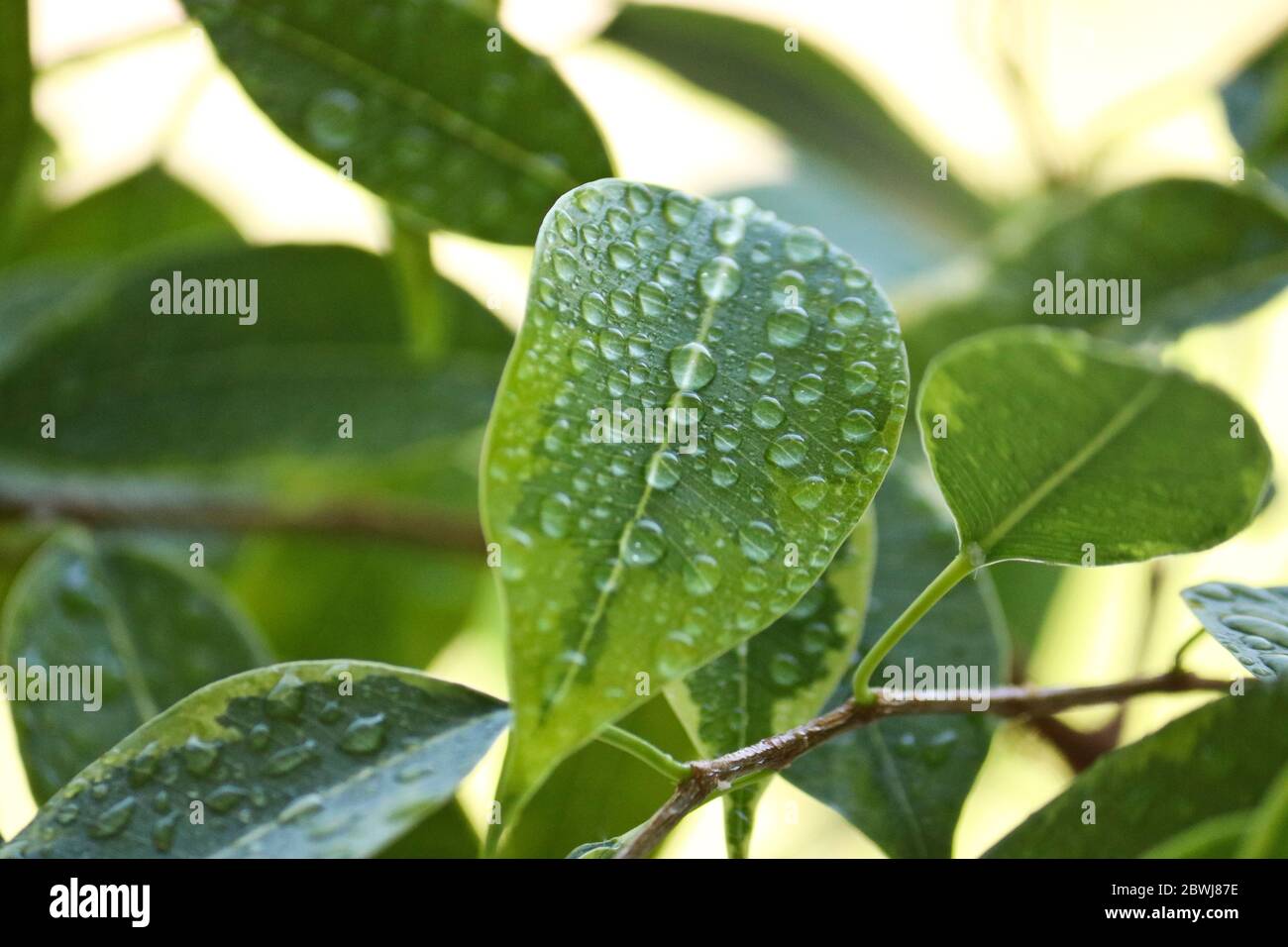 Selective focus. Ficus tree leaves in large drops of water. Weeping fig ...