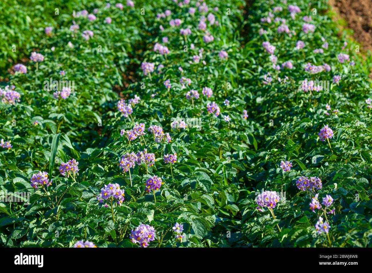 Beautiful photo potatoes field hi-res stock photography and images - Alamy