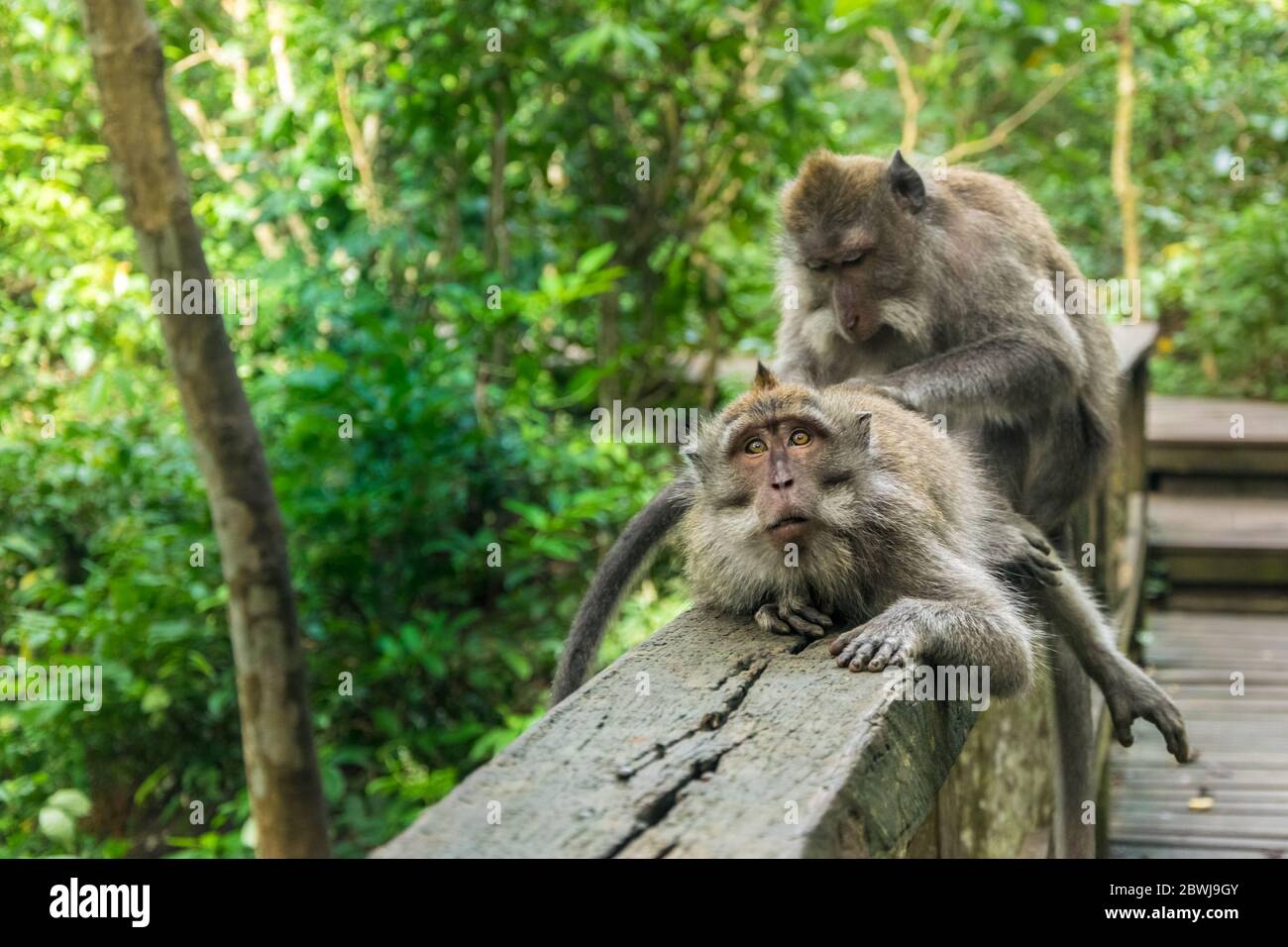 Cleaning fur hi-res stock photography and images - Alamy