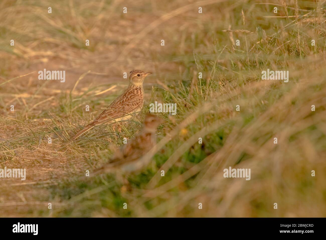 UK Skylark from Sandscale Haws Nature Reserve, skylark, (alauda ...