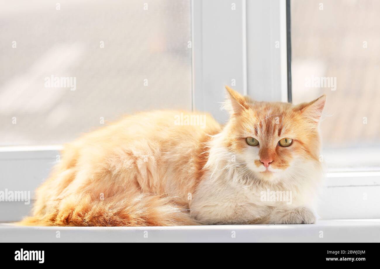 Cute funny cat on window sill Stock Photo - Alamy