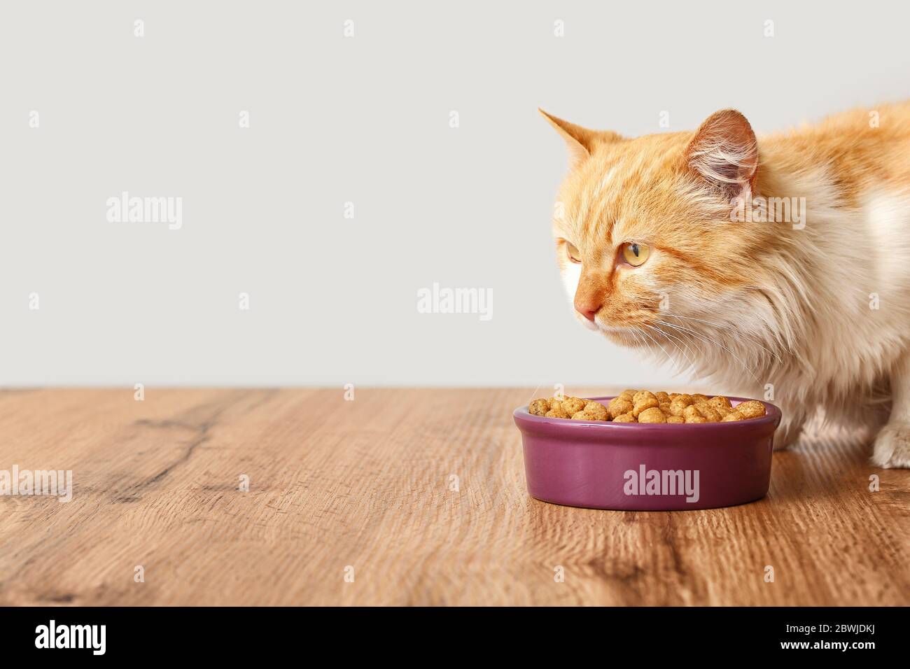 Cute funny cat eating food from bowl at home Stock Photo - Alamy