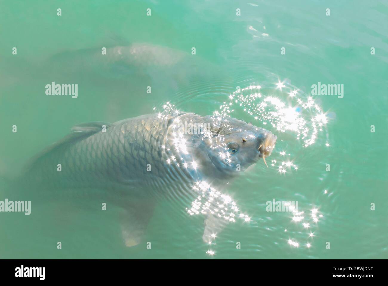 Fat carp hi-res stock photography and images - Alamy