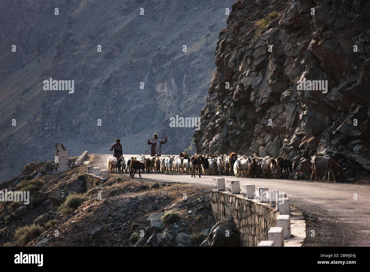 Shepherd and goats on Karakoram Highway, Indus valley, Karakoram ...