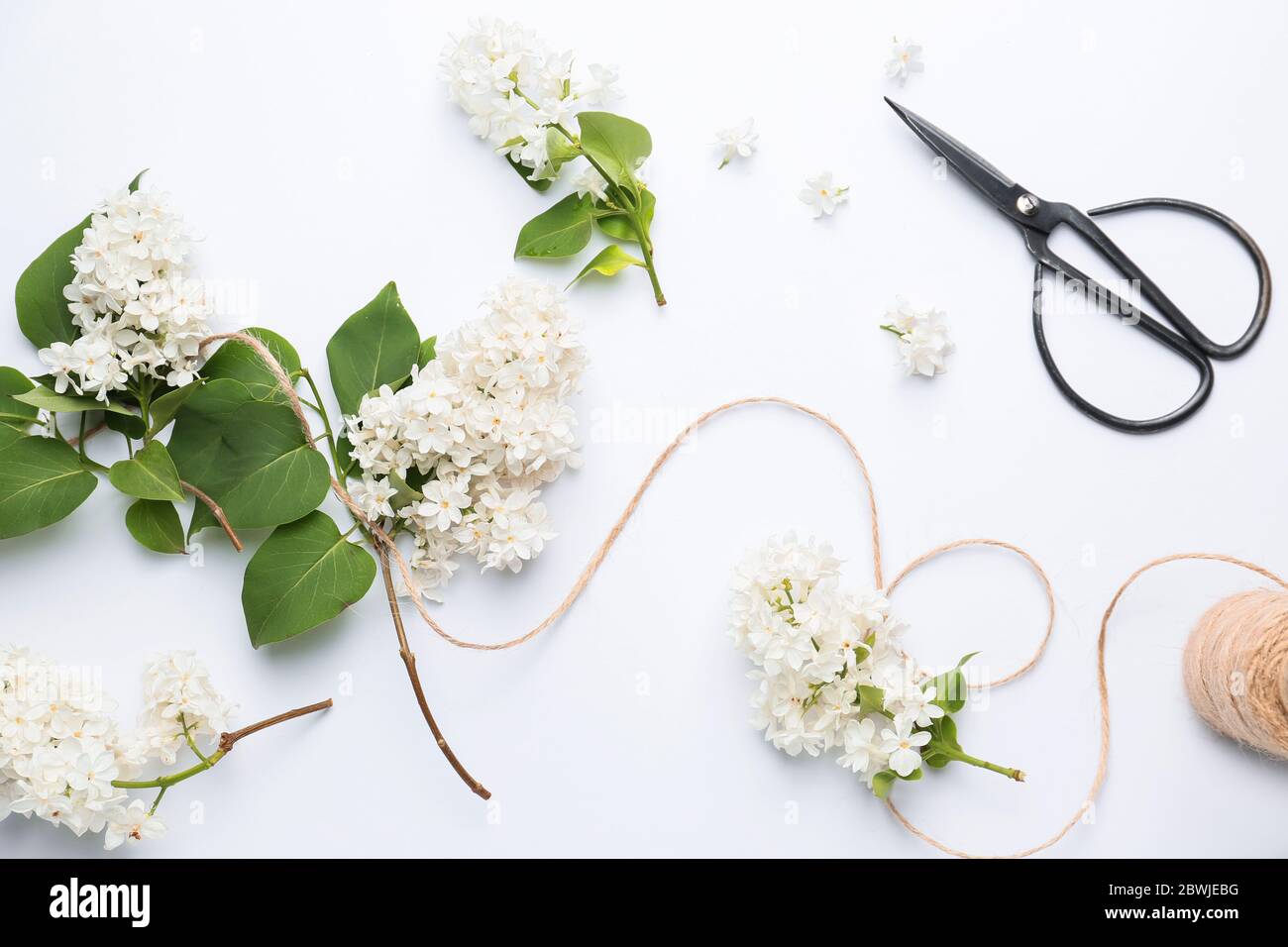 Beautiful lilac flowers, thread and scissors on white background Stock ...