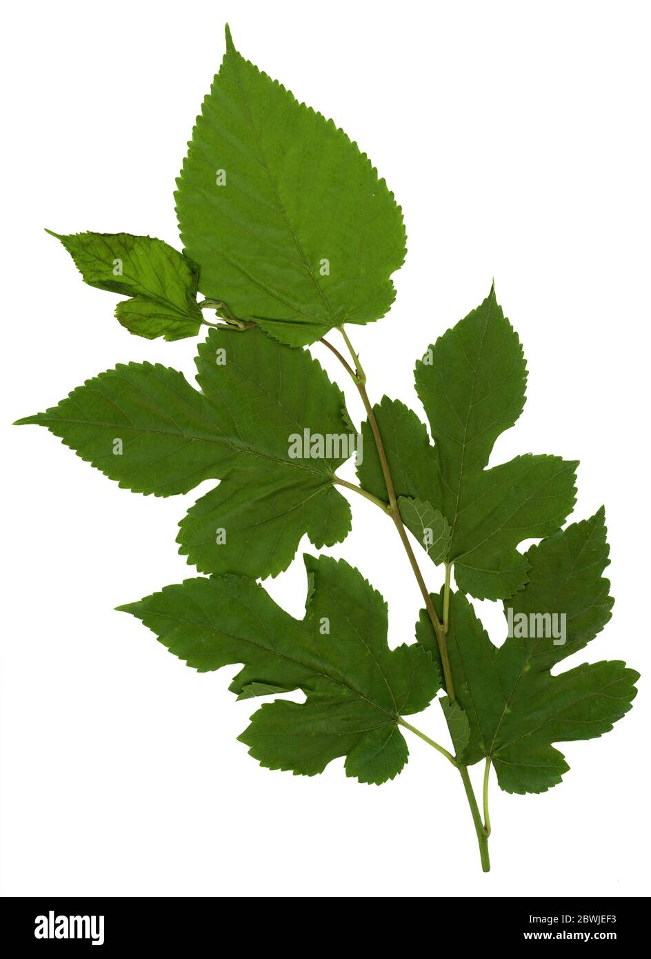 white mulberry tree (scientific name Morus alba) leaf isolated over ...