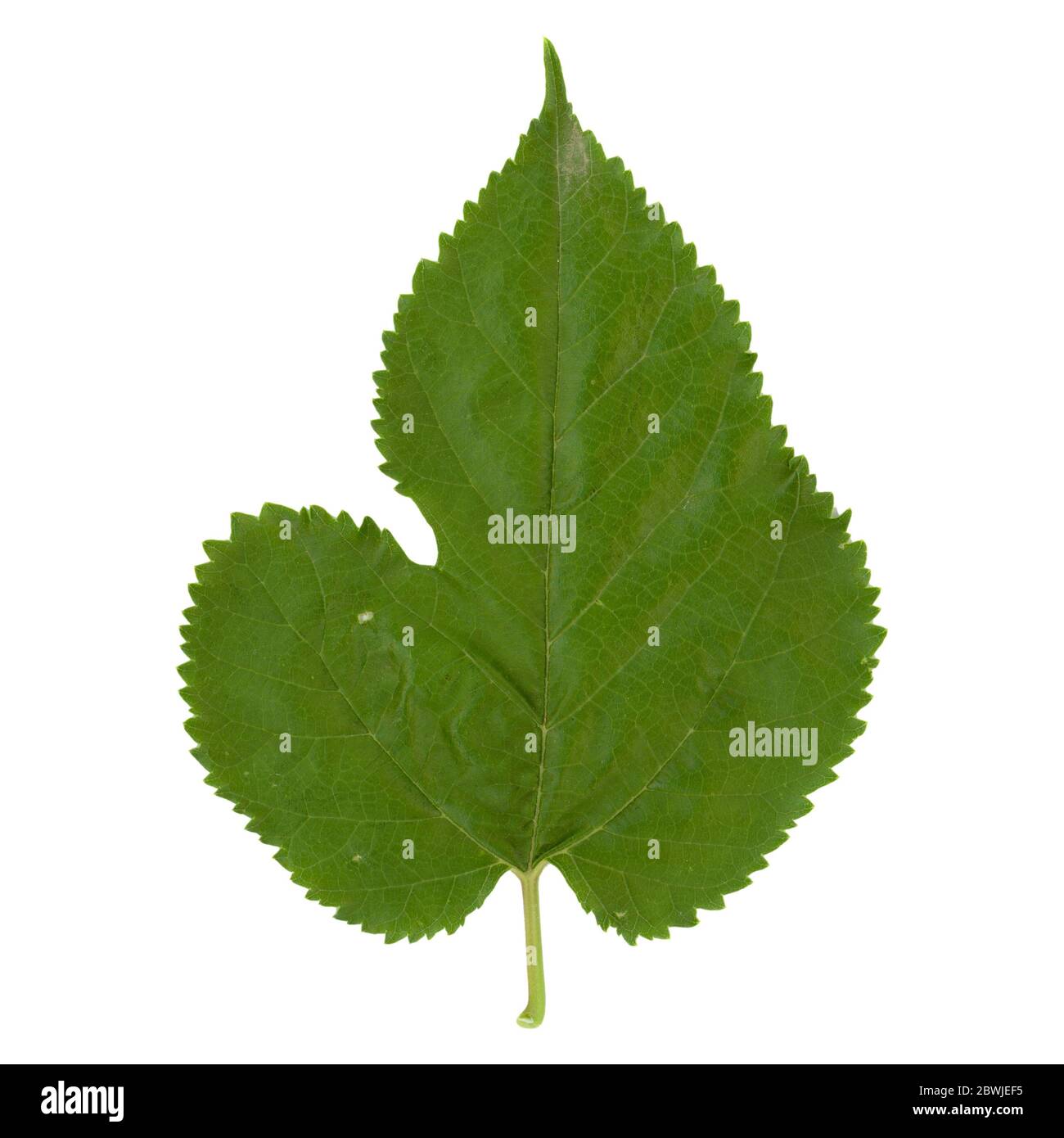 white mulberry tree (scientific name Morus alba) leaf isolated over ...