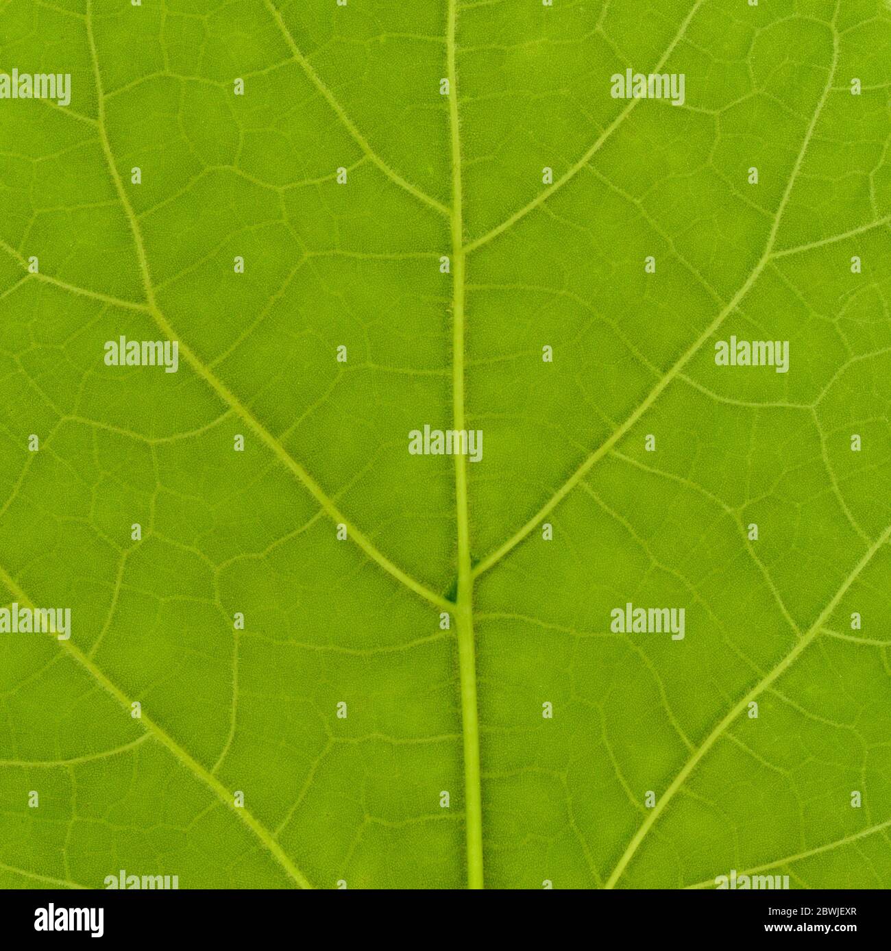 Green leaf texture useful as a background, square Stock Photo - Alamy