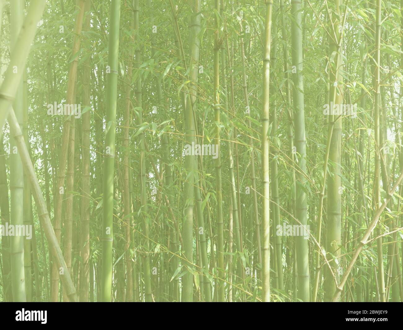 high key bamboo tree (scientific classification Bambusoideae) useful as ...