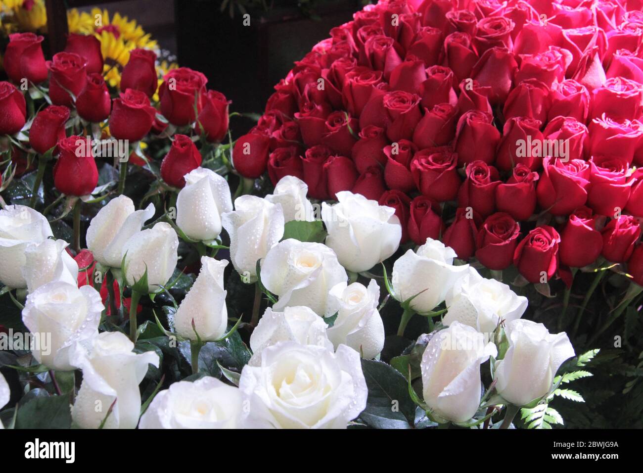 Roses for sale, Mexico City Stock Photo - Alamy