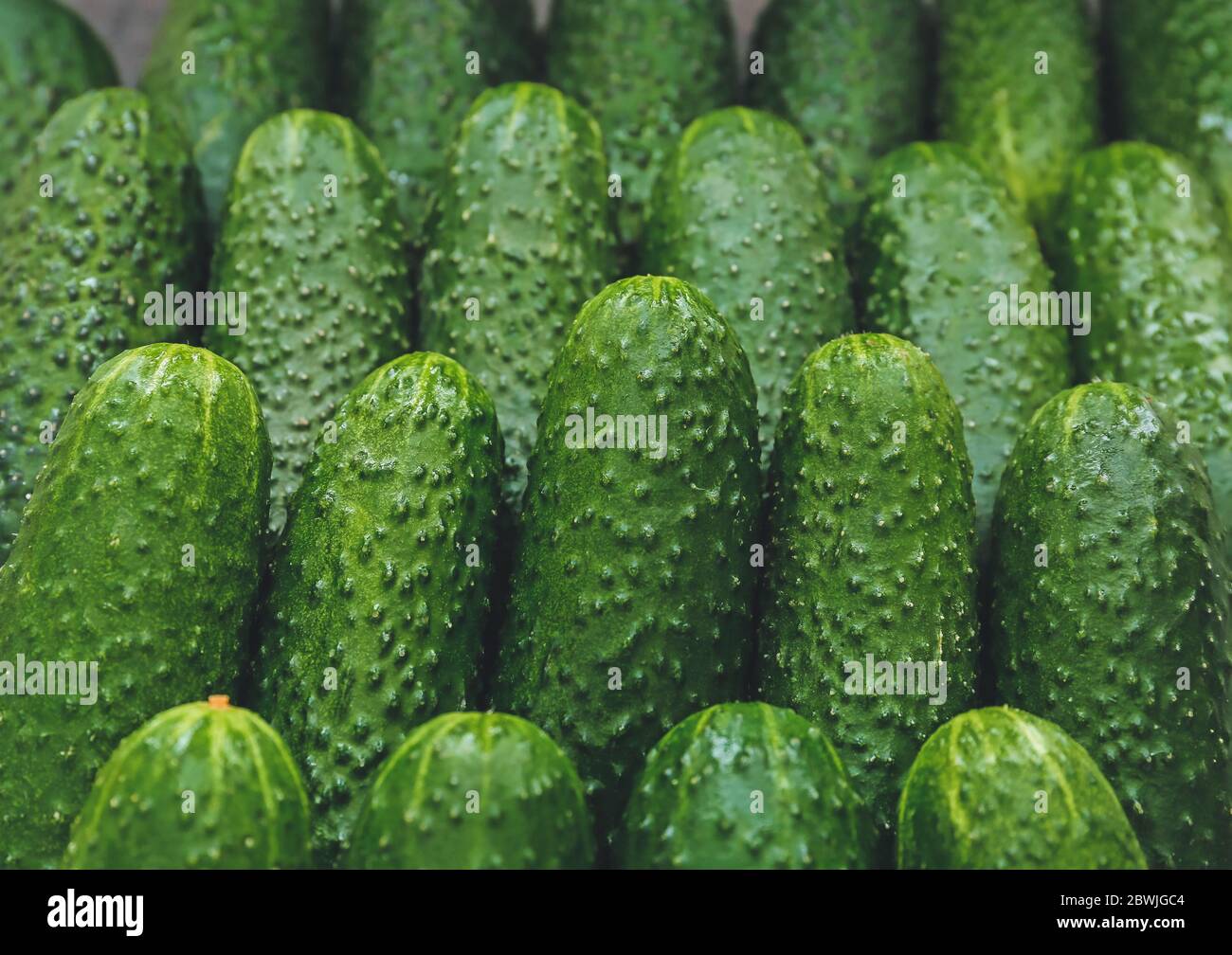 Many green cucumbers as background Stock Photo - Alamy