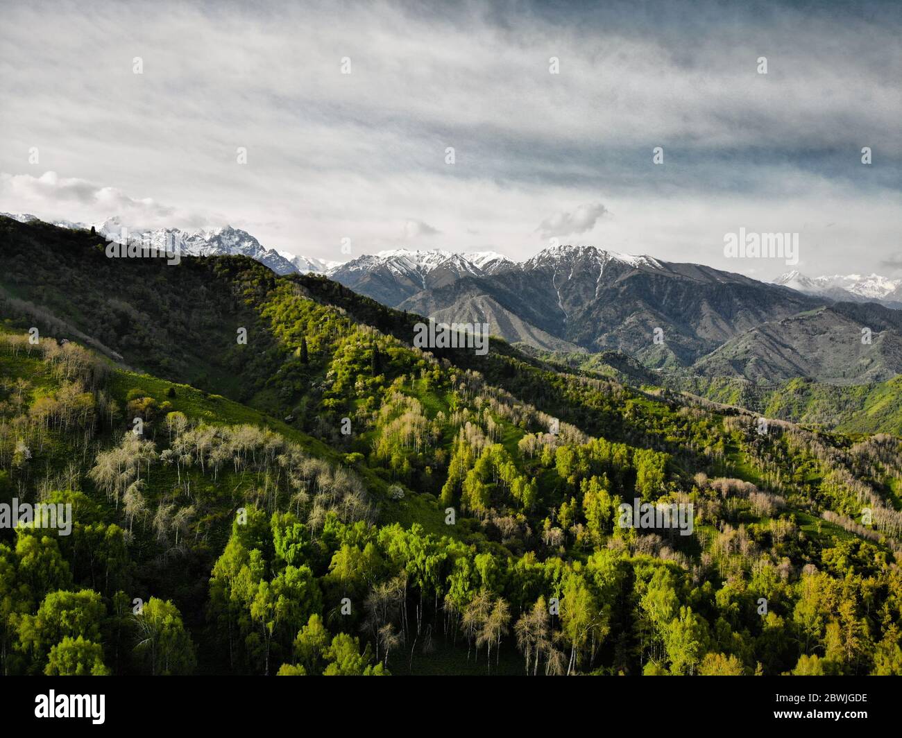 Aerial view of green forest in beautiful mountains at sunny day. Photo ...