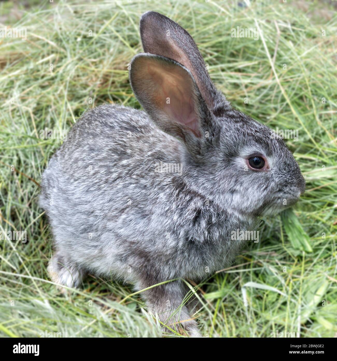 Gray rabbit sitting on a pile of mowed grass. Pets Stock Photo - Alamy