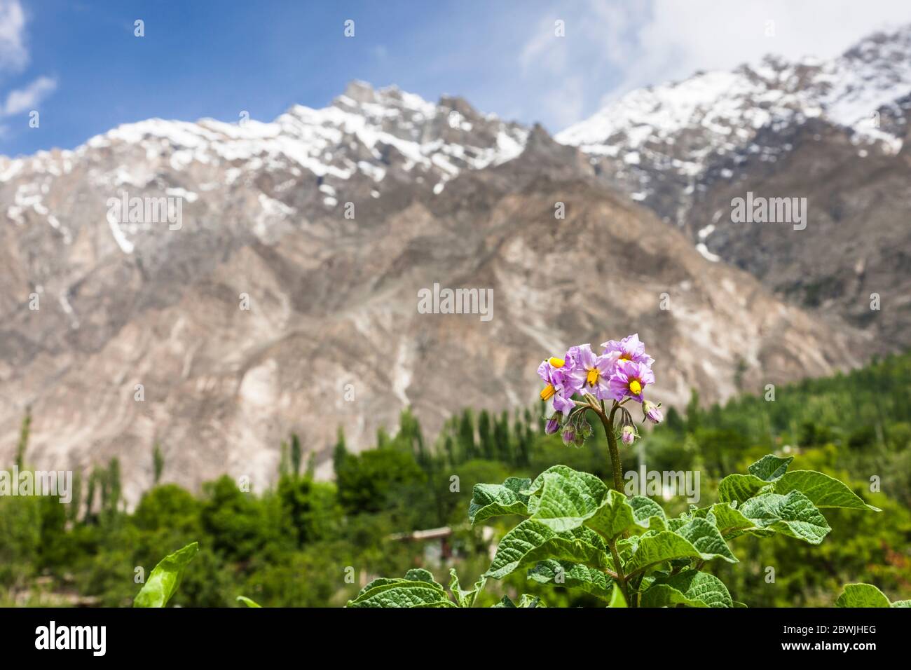 Potato fields in village and Karakoram mountains, Hunza, Karimabad ...