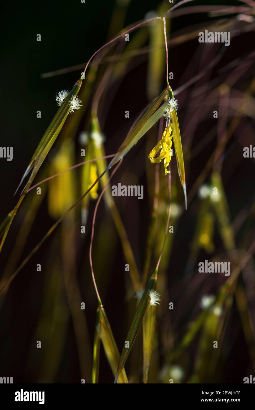 Stipa gigantea hi-res stock photography and images - Alamy