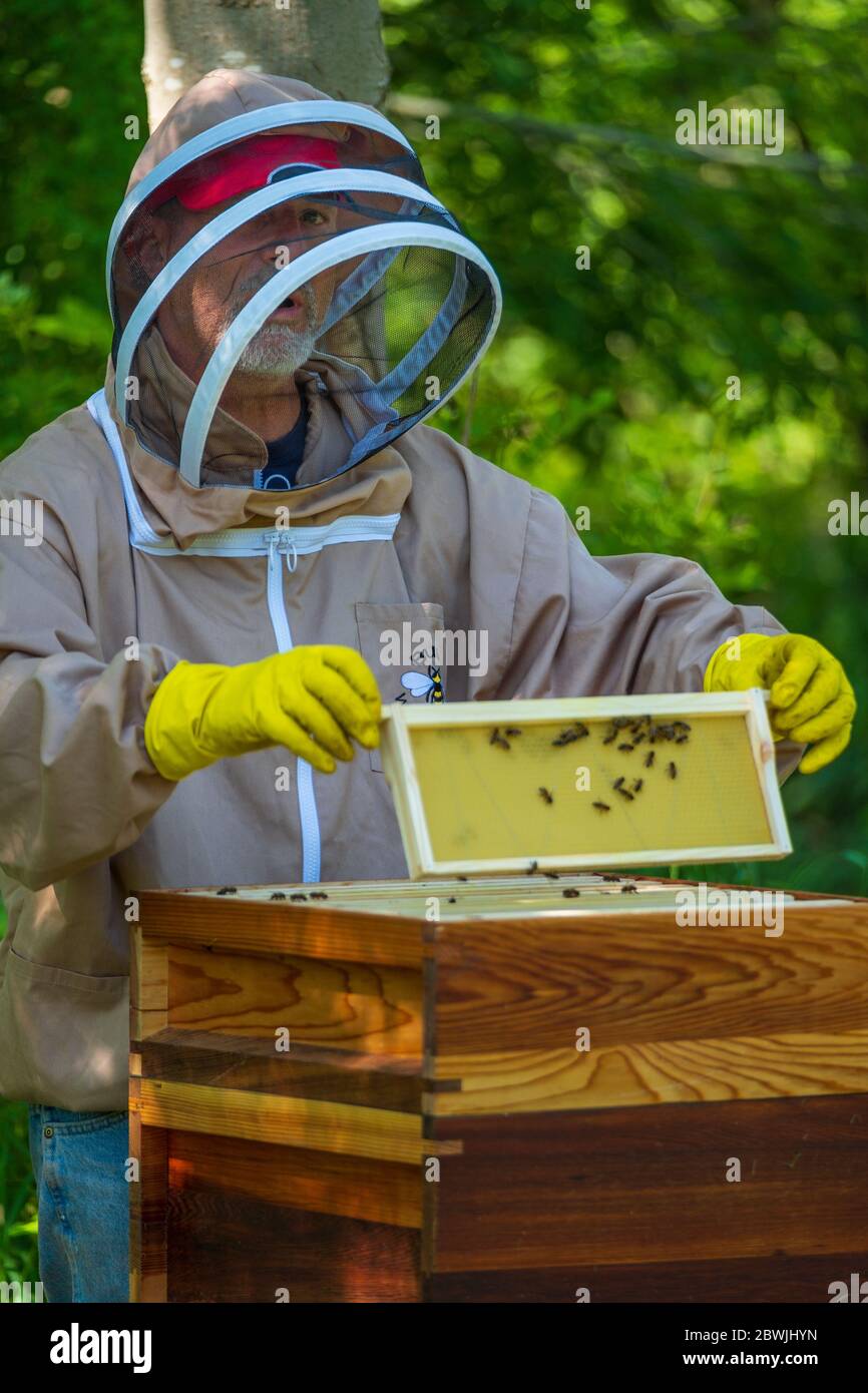 Hobby beekeeper hi-res stock photography and images - Alamy