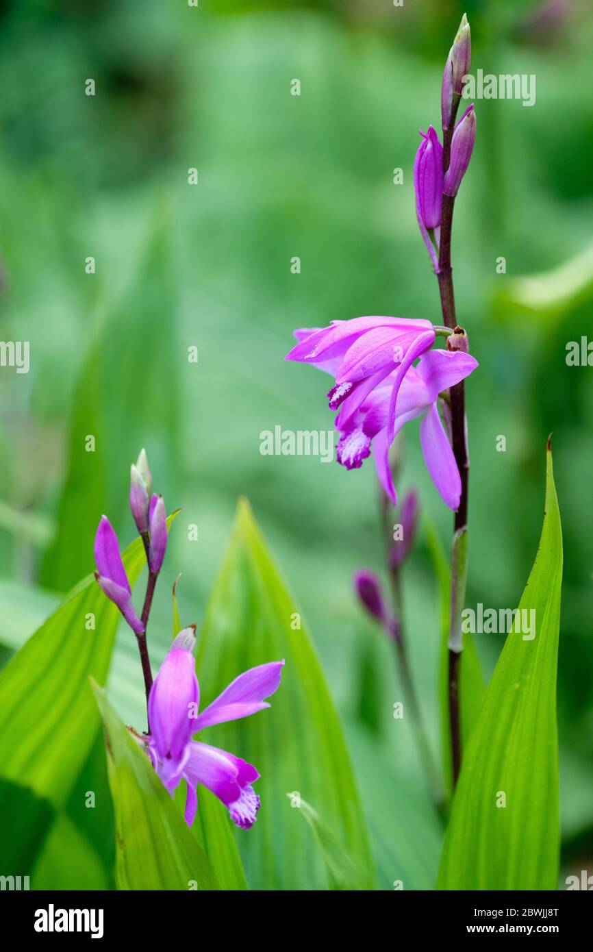 Bletilla striata, hyacinth orchid, Chinese ground orchid, common ...