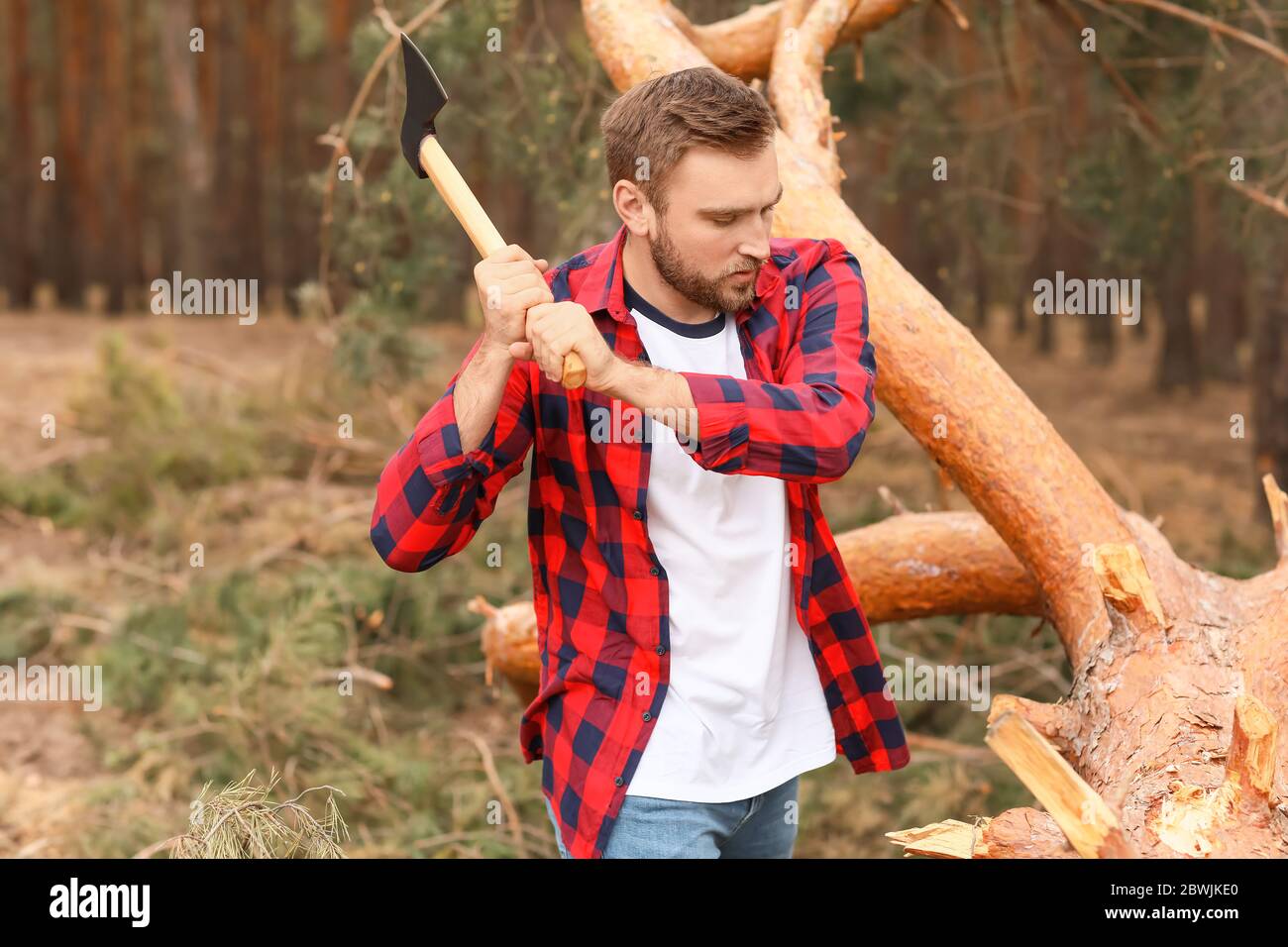 Handsome lumberjack cutting down trees in forest Stock Photo - Alamy