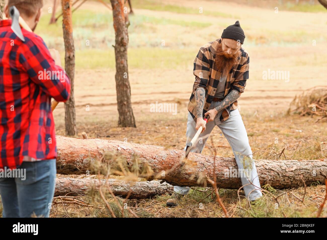 Handsome lumberjacks cutting down trees in forest Stock Photo - Alamy