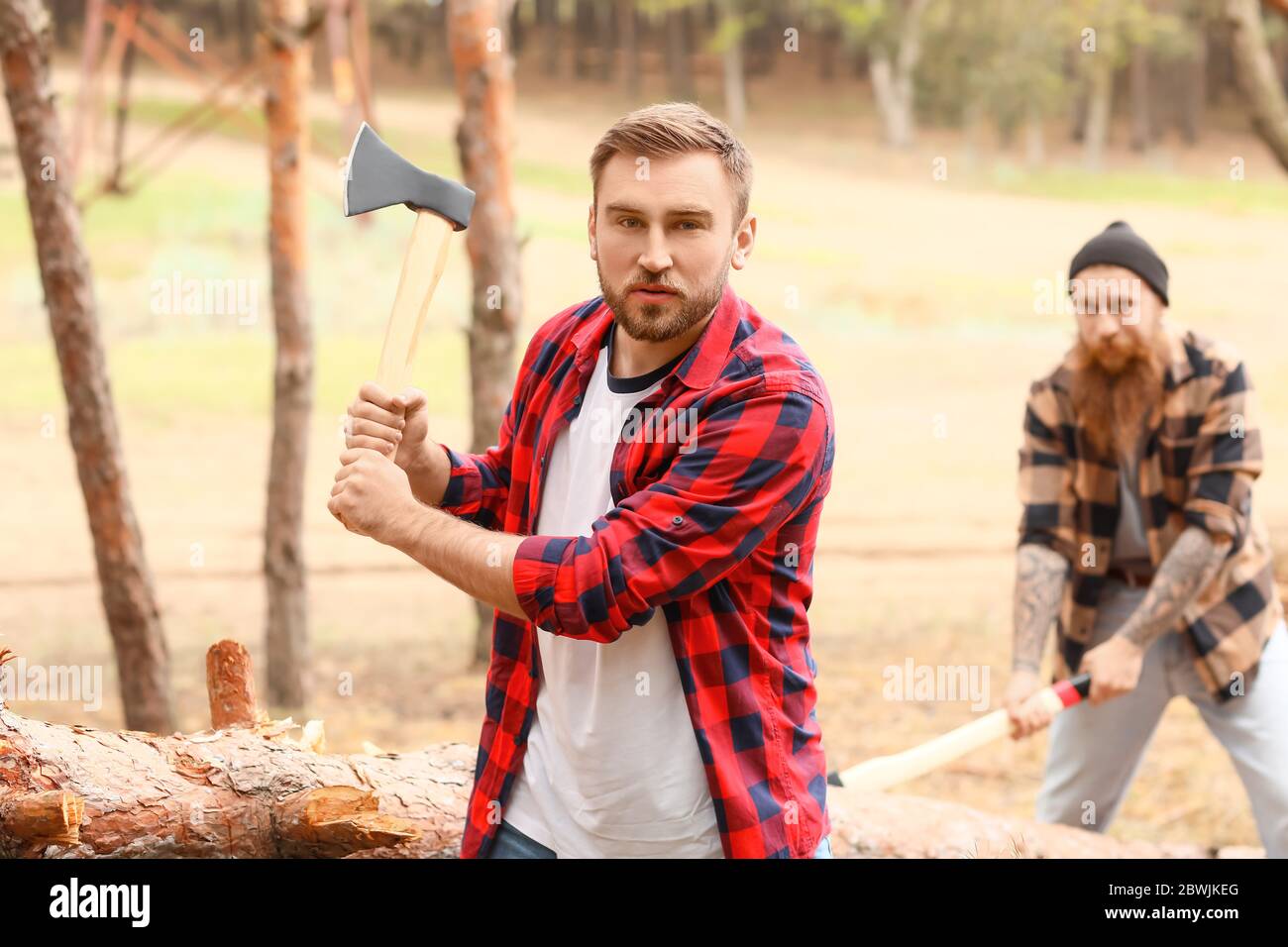 Handsome lumberjacks cutting down trees in forest Stock Photo - Alamy