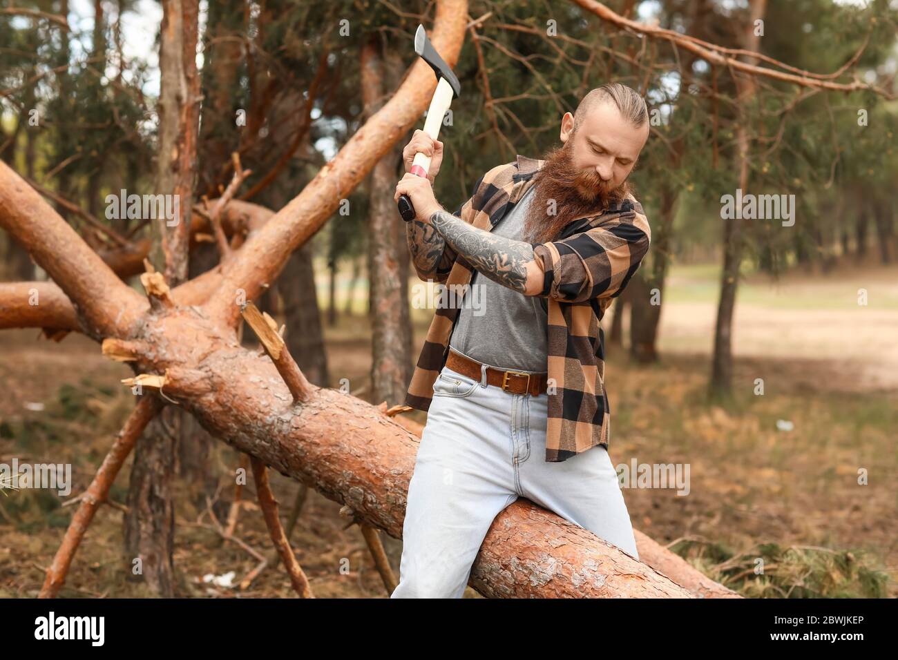 Lumberjack Chopping Tree