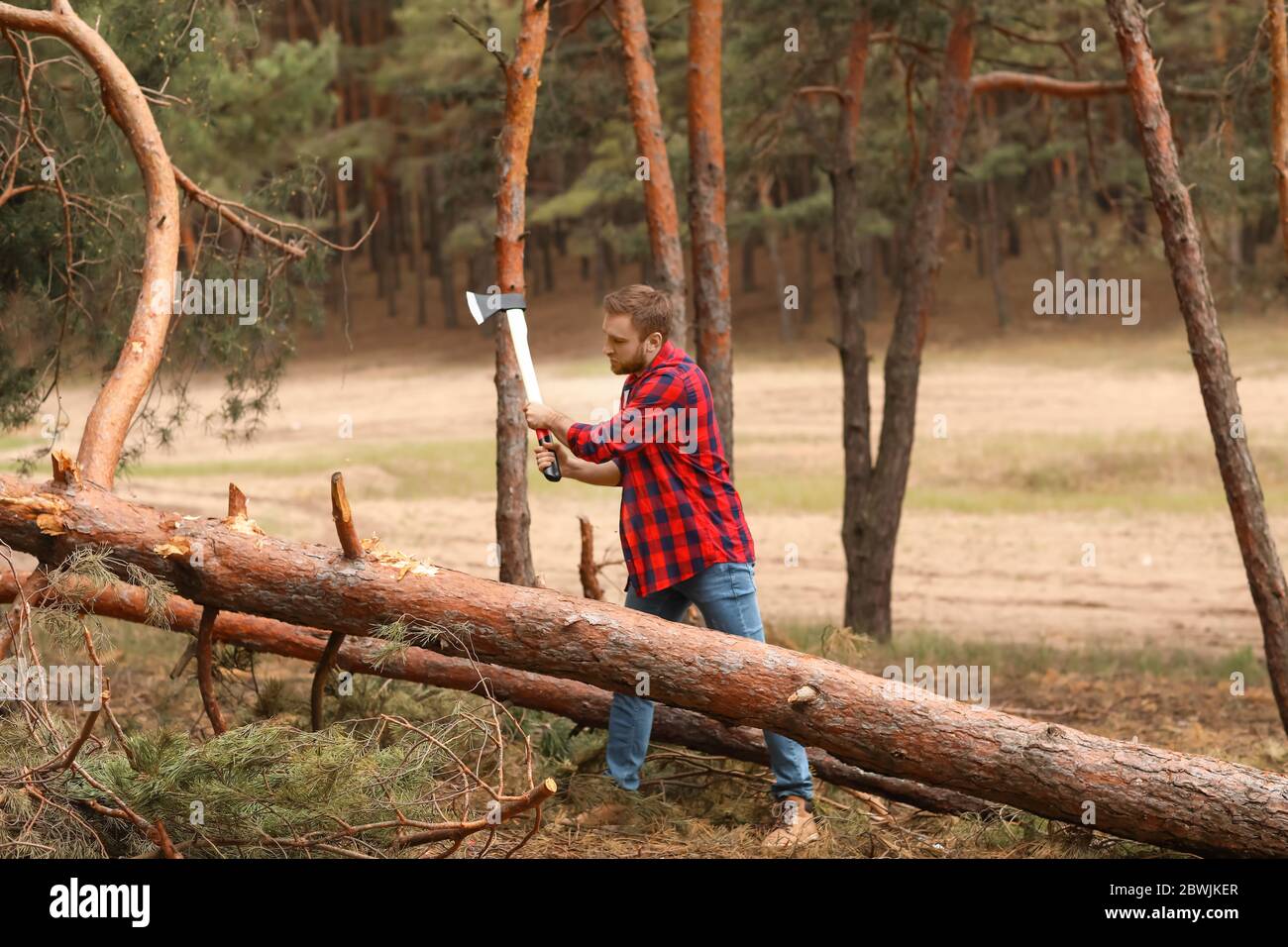 Handsome lumberjack cutting down trees in forest Stock Photo - Alamy