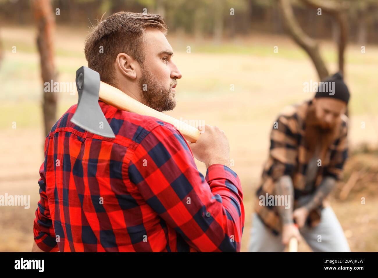Handsome lumberjacks cutting down trees in forest Stock Photo - Alamy