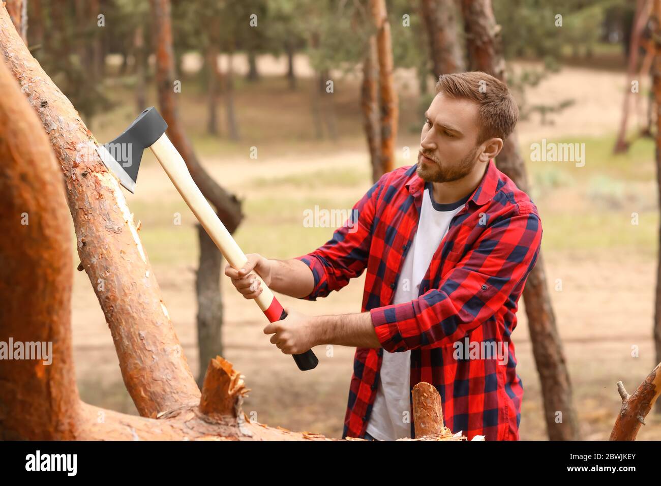 Handsome lumberjack cutting down trees in forest Stock Photo - Alamy