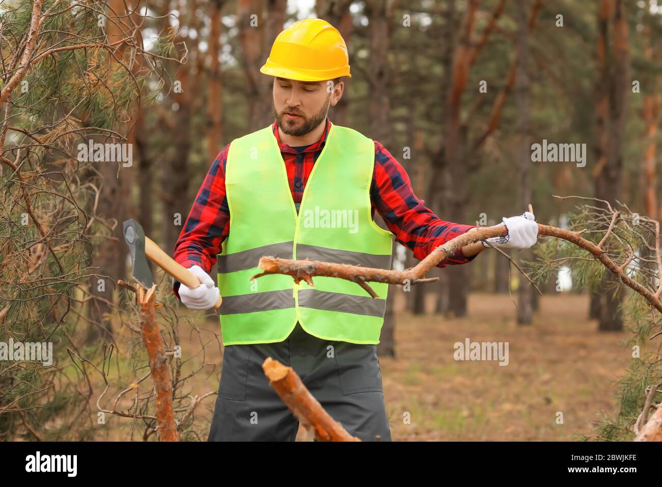 Handsome lumberjack cutting down trees in forest Stock Photo - Alamy